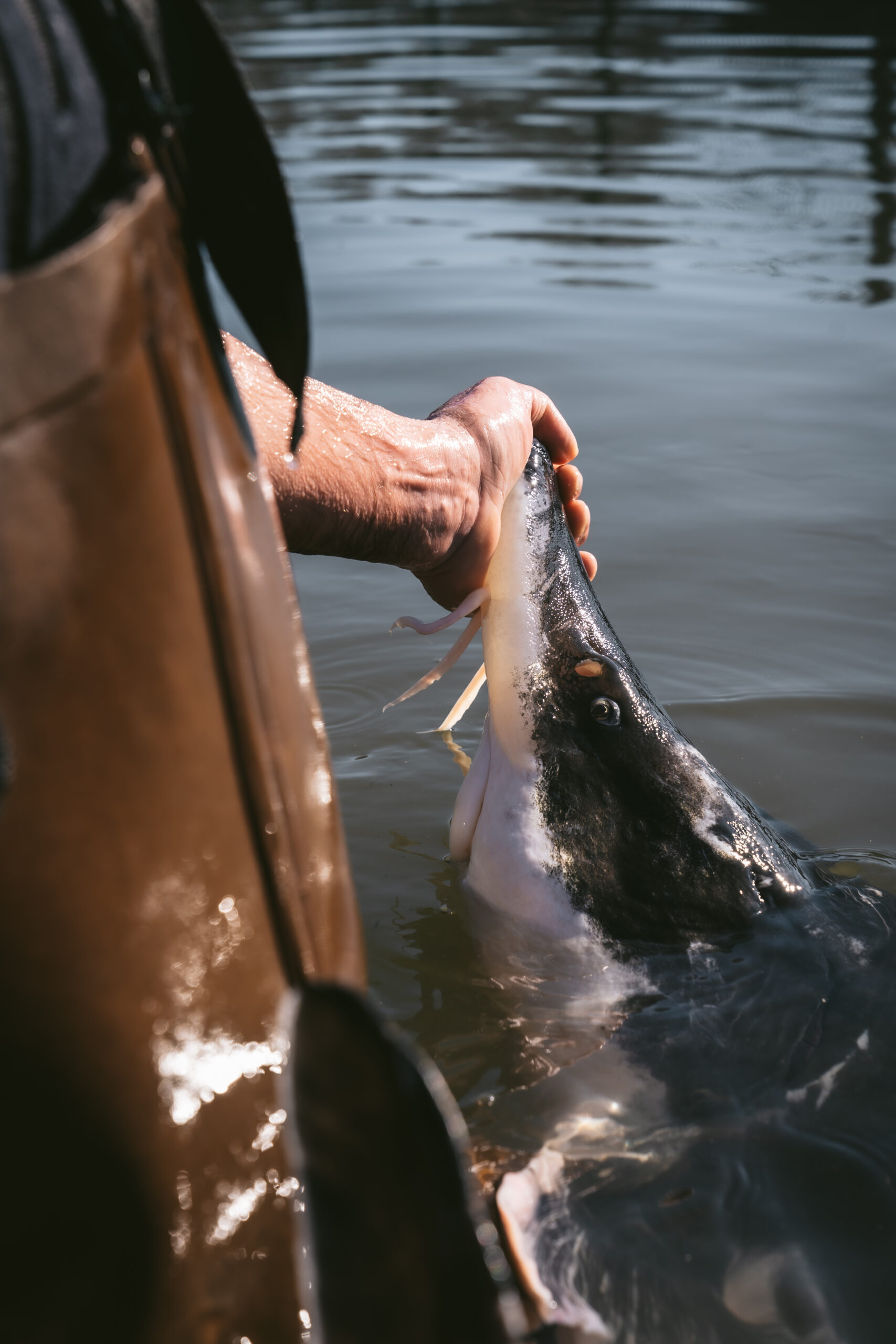 Caviar Sturia, Excellence et Éthique – SLOWWAY MAGAZINE